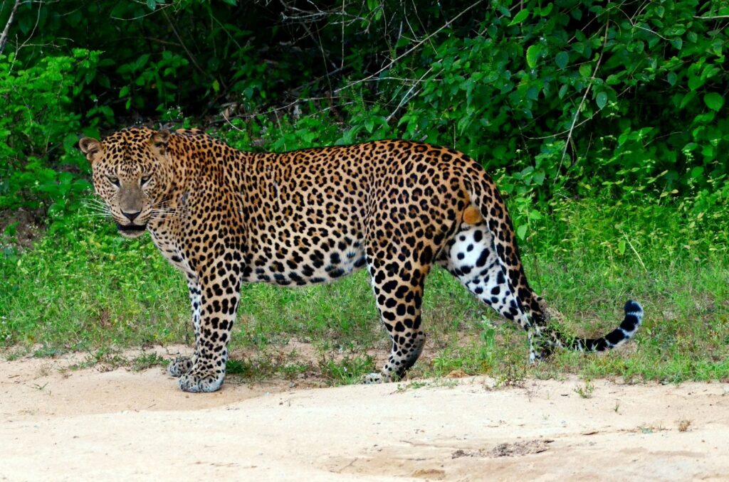 Yala Males – Leopards of Yala & Wilpattu